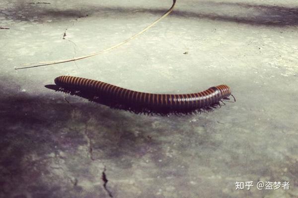 如何有效预防和消灭家中出现的千足虫？ - 知乎