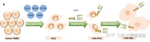 万物皆可CAR系列丨CAR-M疗法 - 知乎