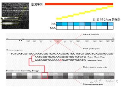 DNA微阵列（基因芯片）简介 - 知乎