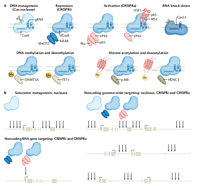 Nat Rev | CRISPR在癌症研究和治疗中的应用 - 知乎