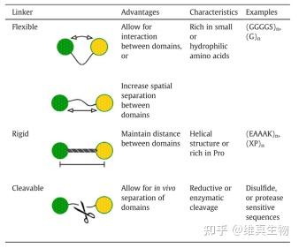 融合蛋白接头Linker的选择 - 知乎