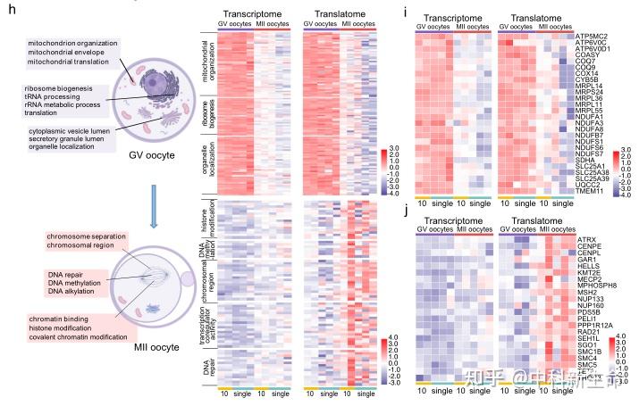 单细胞多组学再发力！| 清华大学医学院/中山大学附属第六医院合作揭秘人卵母细胞成熟的潜在机制 - 知乎