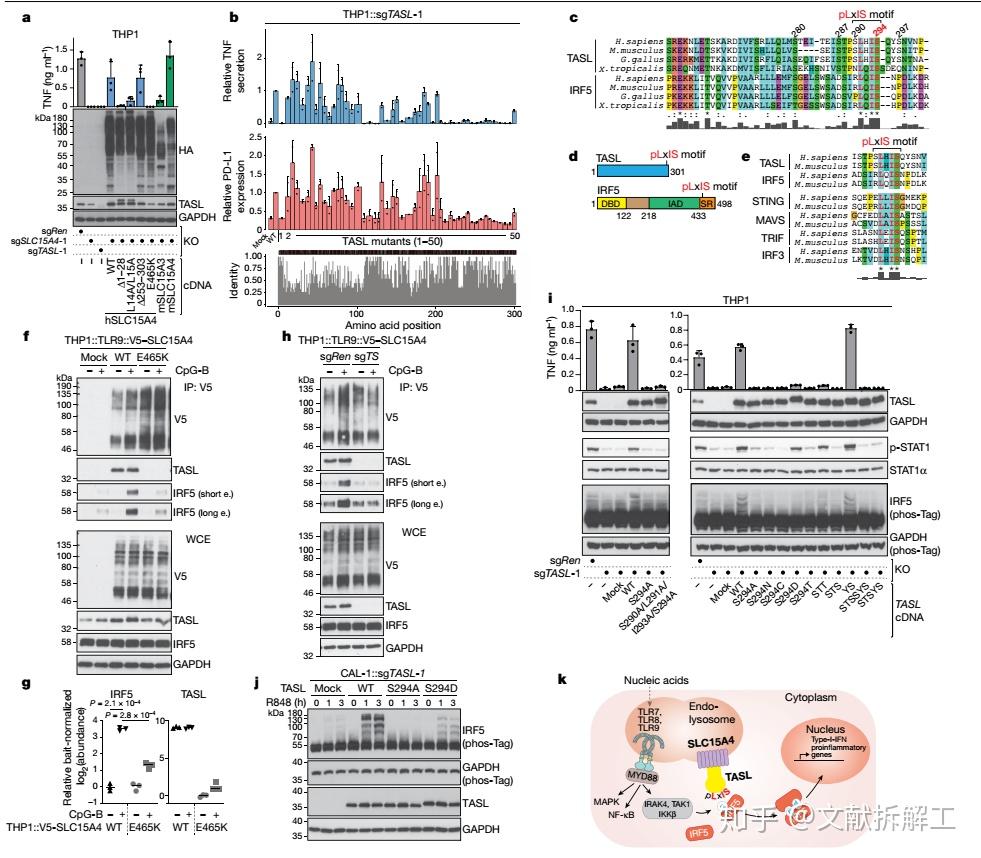 【Nature论文拆解】SLC15A4相关的适配器TASL,通过TLR7-9活化IRF5 - 知乎