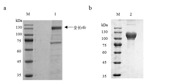 论文荐读|江南大学白仲虎团队：Expi293F表达重组鲎 C 因子用于荧光法内毒素检测 - 知乎