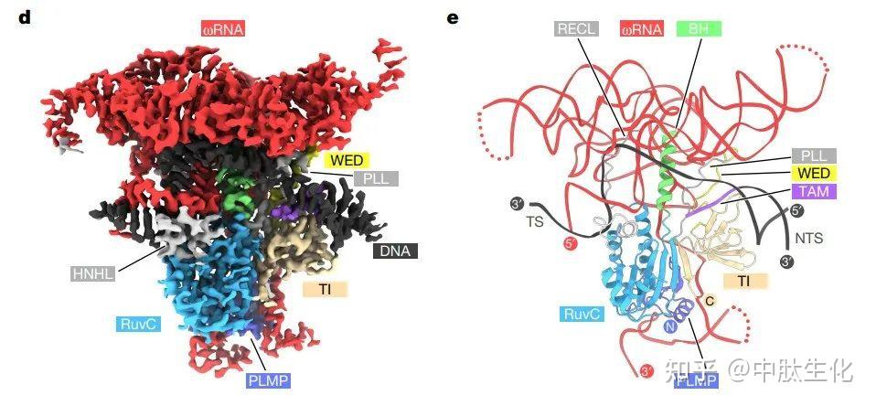 张锋最新论文：CRISPR-Cas9的祖先IscB-ωRNA的结构和功能机制 - 知乎