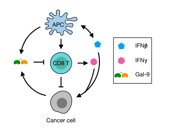 全新机制：Galectin-9与PD-1和Tim-3相互作用调节T细胞死亡，Galectin-9有望成为肿瘤免疫治疗的新靶点 - 知乎
