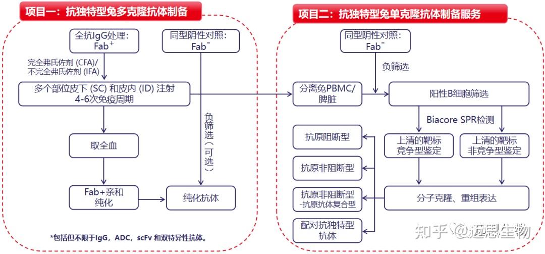 兔单b细胞 抗独特型抗体开发 知乎