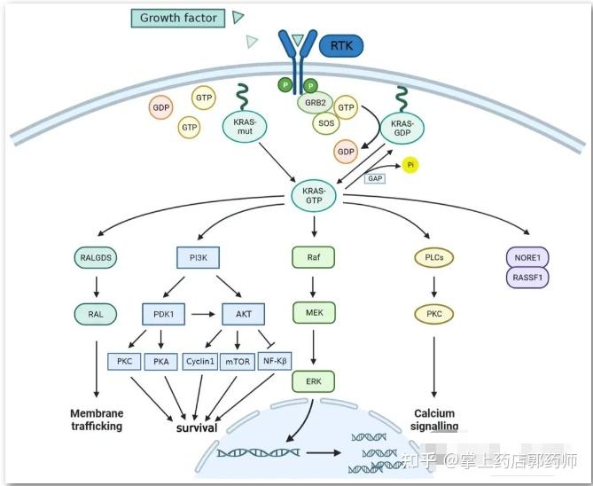 最新！最全！KRAS G12D突变临床在研靶向药物进展一览 - 知乎