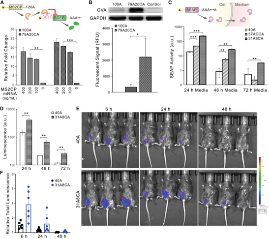【耀文解读】mRNA篇—polyA尾的新设计，C取代延长mRNA的半衰期 - 知乎