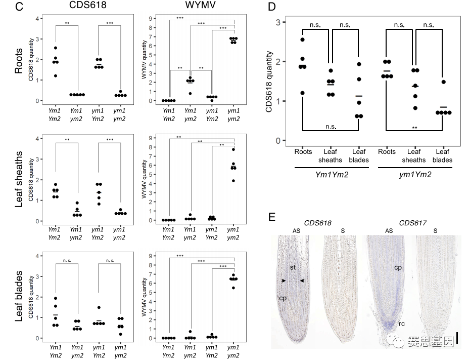 【PNAS】Ym2源自山羊草，可赋予小麦根部抗小麦花叶病毒的能力 - 知乎