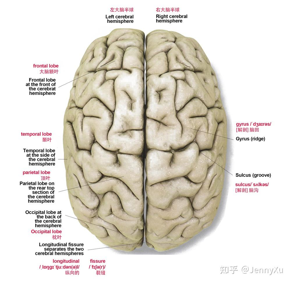 The brain 01 – from above - 知乎