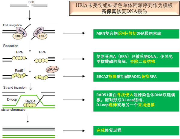 干货满满 | 傻傻分不清楚HRR、HRD、GS到底是什么关系？ - 知乎