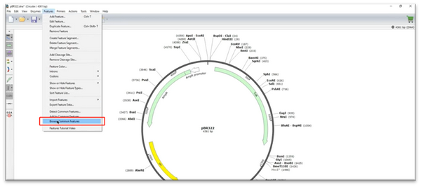 SnapGene学院之旅-注释序列 - 知乎