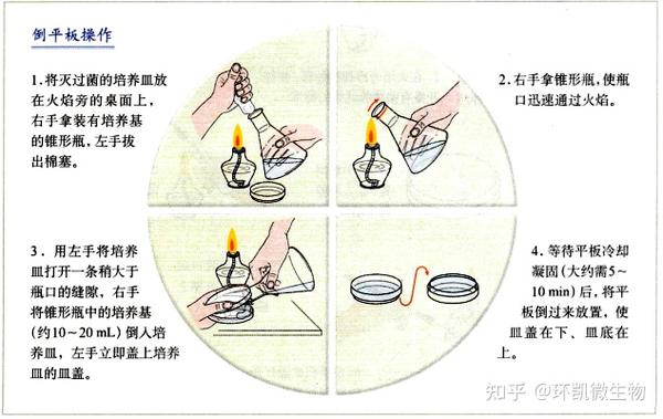 平板划线法和稀释涂布平板法各有什么优缺点 知乎 1668