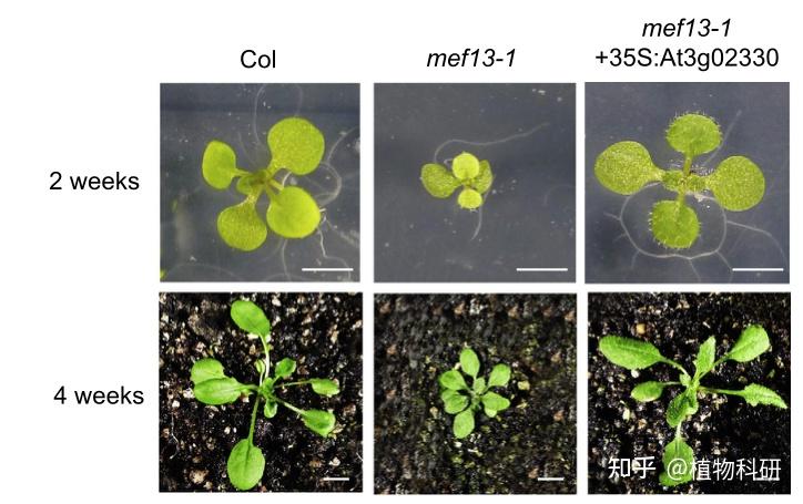 酵母三杂交Y3H系统助力Molecular Plant发表——影响拟南芥线粒体RNA编辑位点的分子机制研究 - 知乎