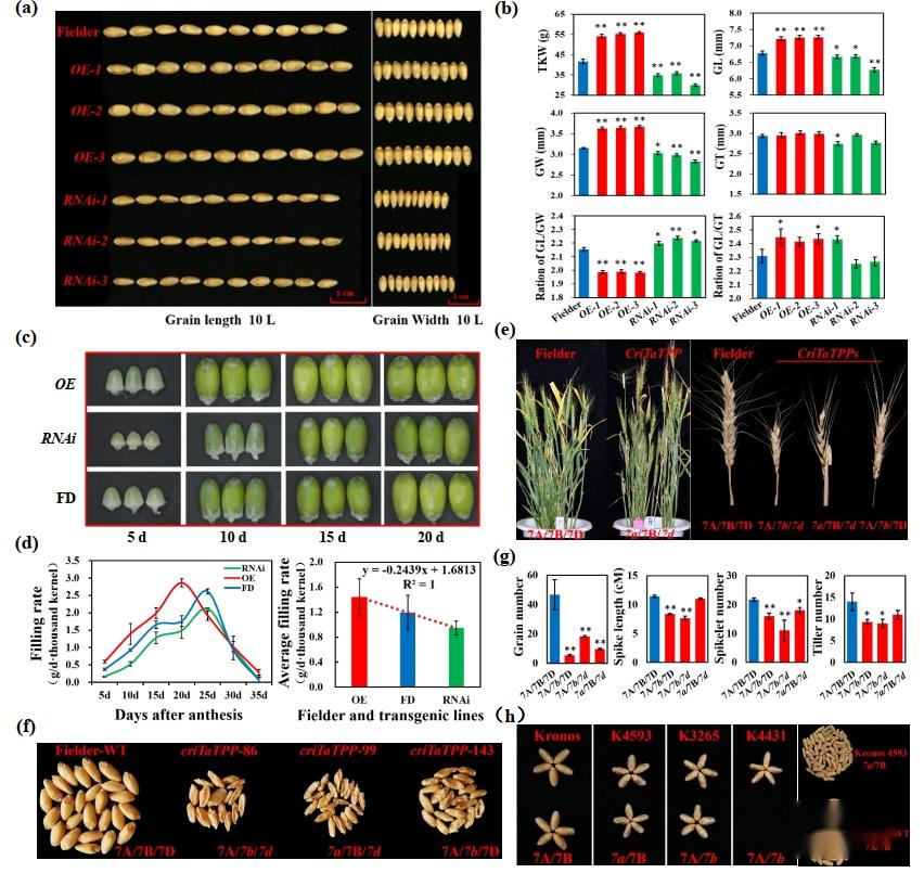 【Plant Biotech J】TaTPP-7A通过T6P-SnRK1信号通路和糖-ABA相互作用正调控小麦灌浆和产量 - 知乎