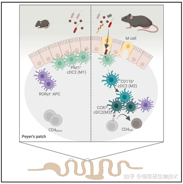Immunity | M细胞成熟和cDC激活调控新生儿免疫发育 - 知乎