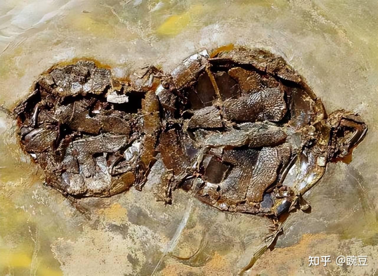 尴尬！一对乌龟在交配时惨变化石！4700万年后还要被人围观 - 知乎