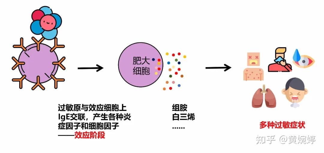 过敏了为什么一定不要忽略总IgE浓度检测？ - 知乎