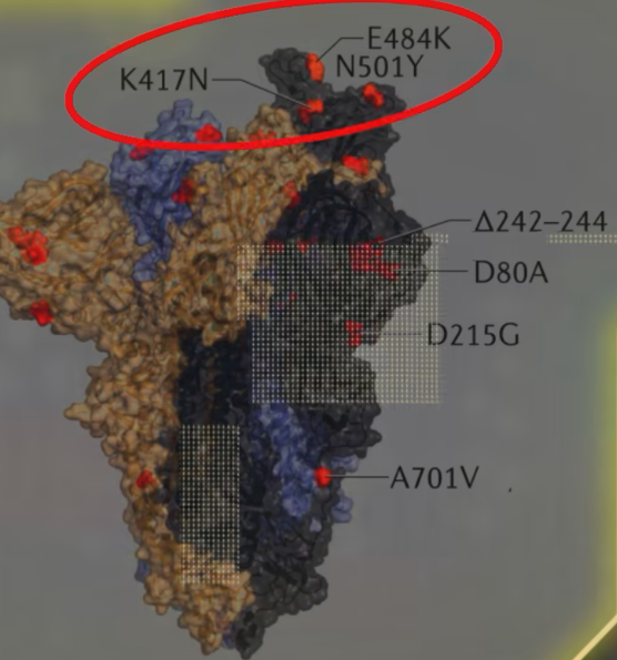新冠病毒突变编年史 - 知乎