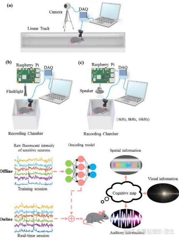 Miniscope 微型荧光显微镜联合钙成像：小鼠海马 CA1 区神经元活动驱动多模态光学脑机接口构建 - 知乎
