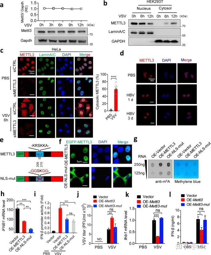 Nat Comm | N6甲基腺苷 RNA修饰通过重塑双链RNA抑制抗病毒先天传感途径 - 知乎