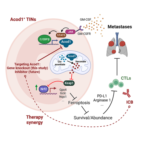 Cell Metabolism丨中性粒细胞通过ACOD1抵抗铁死亡并促进乳腺癌转移 - 知乎