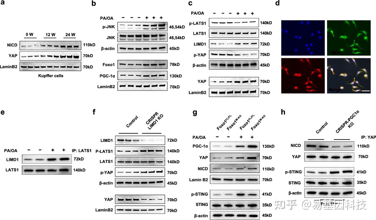 易基因：Exp Mol Med：ChIP-seq等揭示Foxo1-YAP-Notch1轴在疾病进展中的表观调控作用——重编程STING介导的 ...
