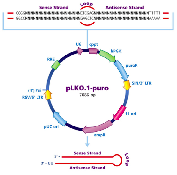 【工具】shRNA的设计 - 知乎