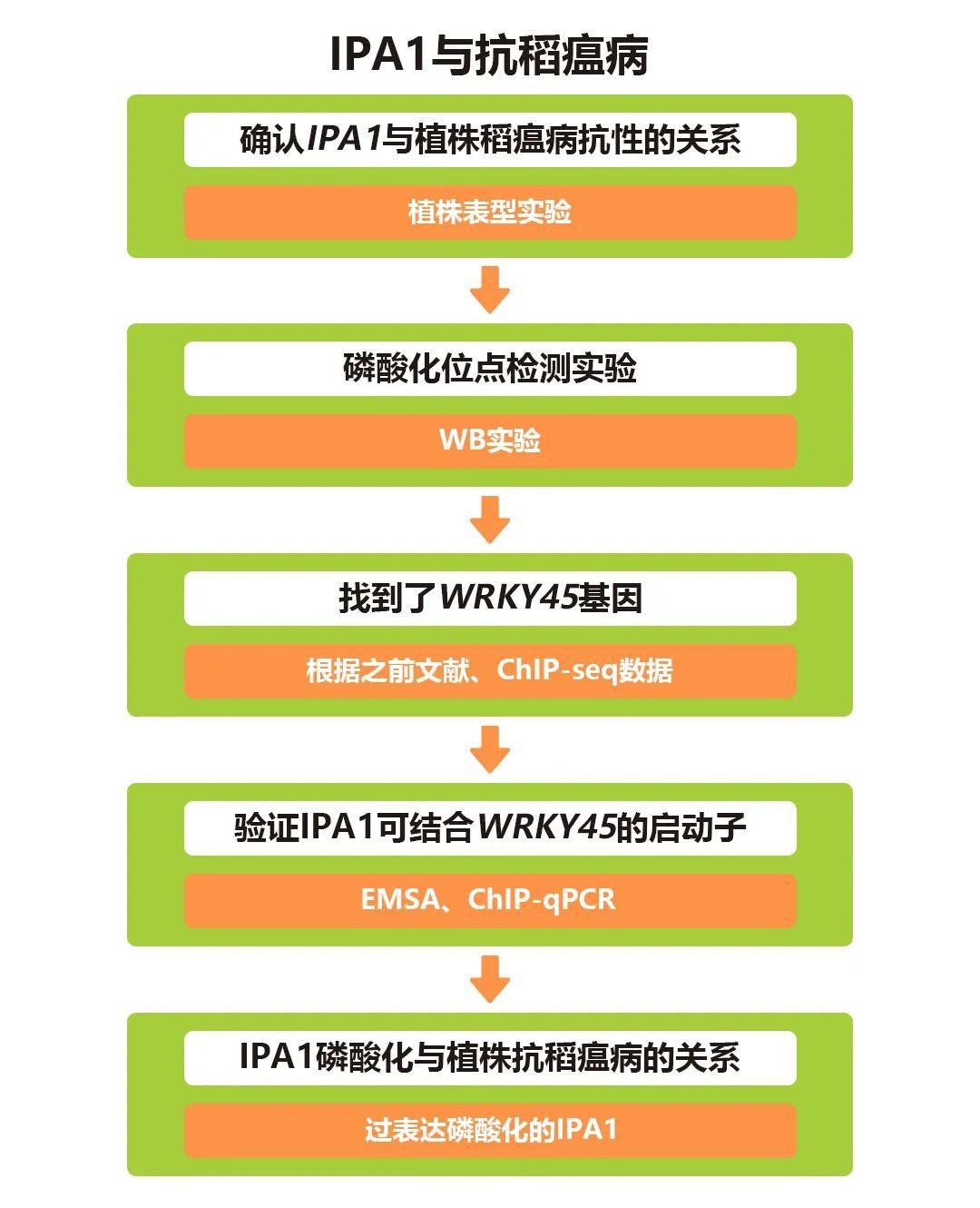转录因子IPA1，次次都能发顶刊是怎么做到的？ - 知乎