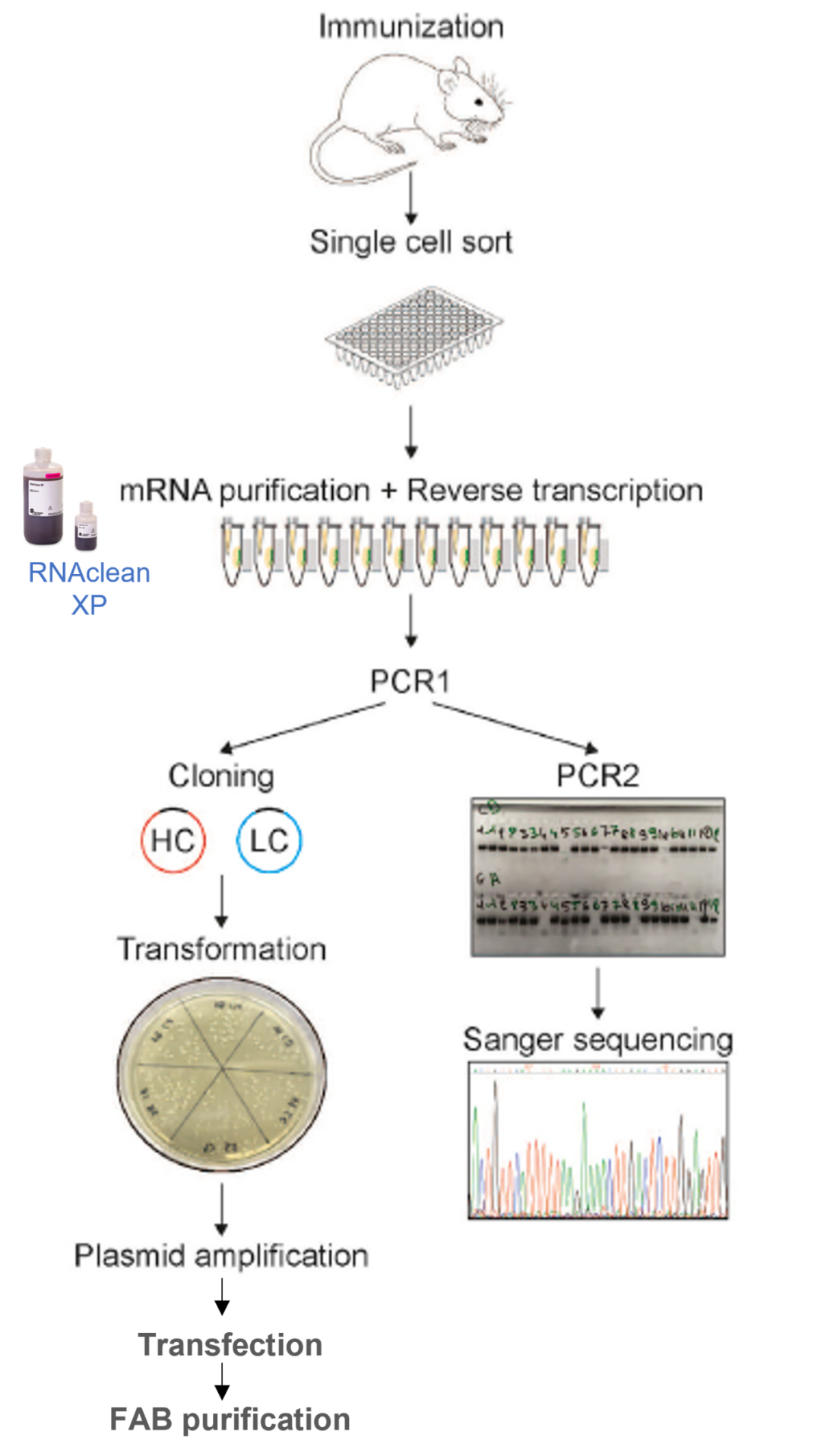SPRI经典磁珠｜逆转录/体外转录/RNA-Seq纯化方案 - 知乎
