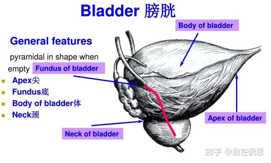 医学上为什么有的器官朝上的部分叫底而不叫顶？ - 知乎