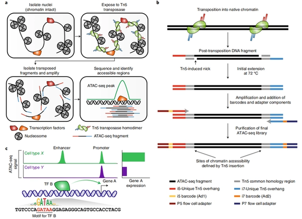 DAP-Seq、ChIP-Seq、ATAC-Seq有什么区别？ - 知乎