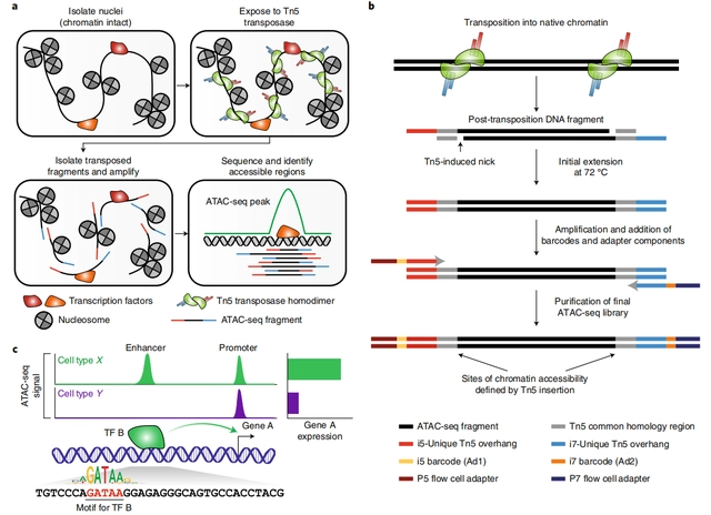 DAP-Seq、ChIP-Seq、ATAC-Seq有什么区别？ - 知乎