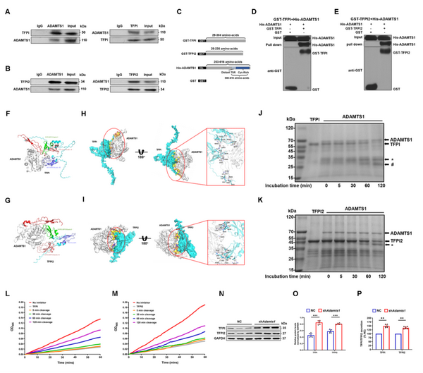 项目文章丨单细胞转录组测序揭示房颤左心耳血栓易感性形成机制 - 知乎