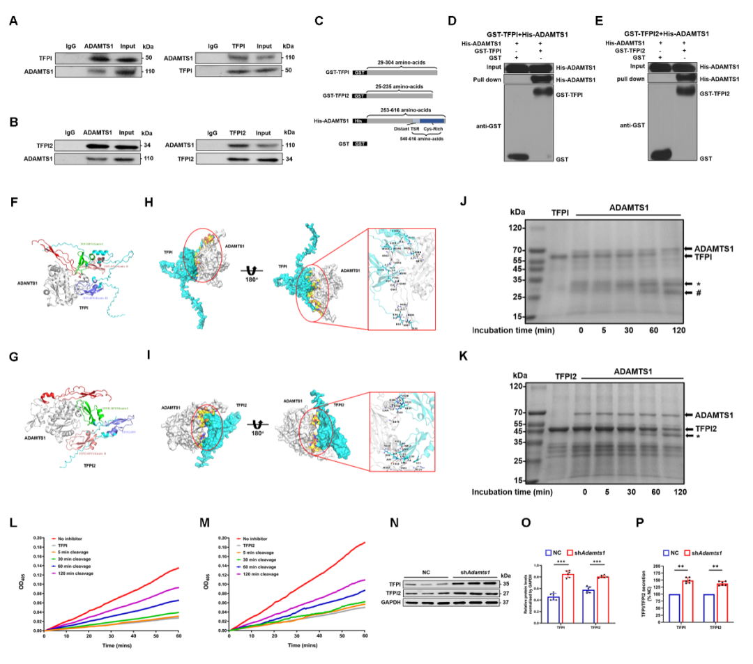 项目文章丨单细胞转录组测序揭示房颤左心耳血栓易感性形成机制 - 知乎