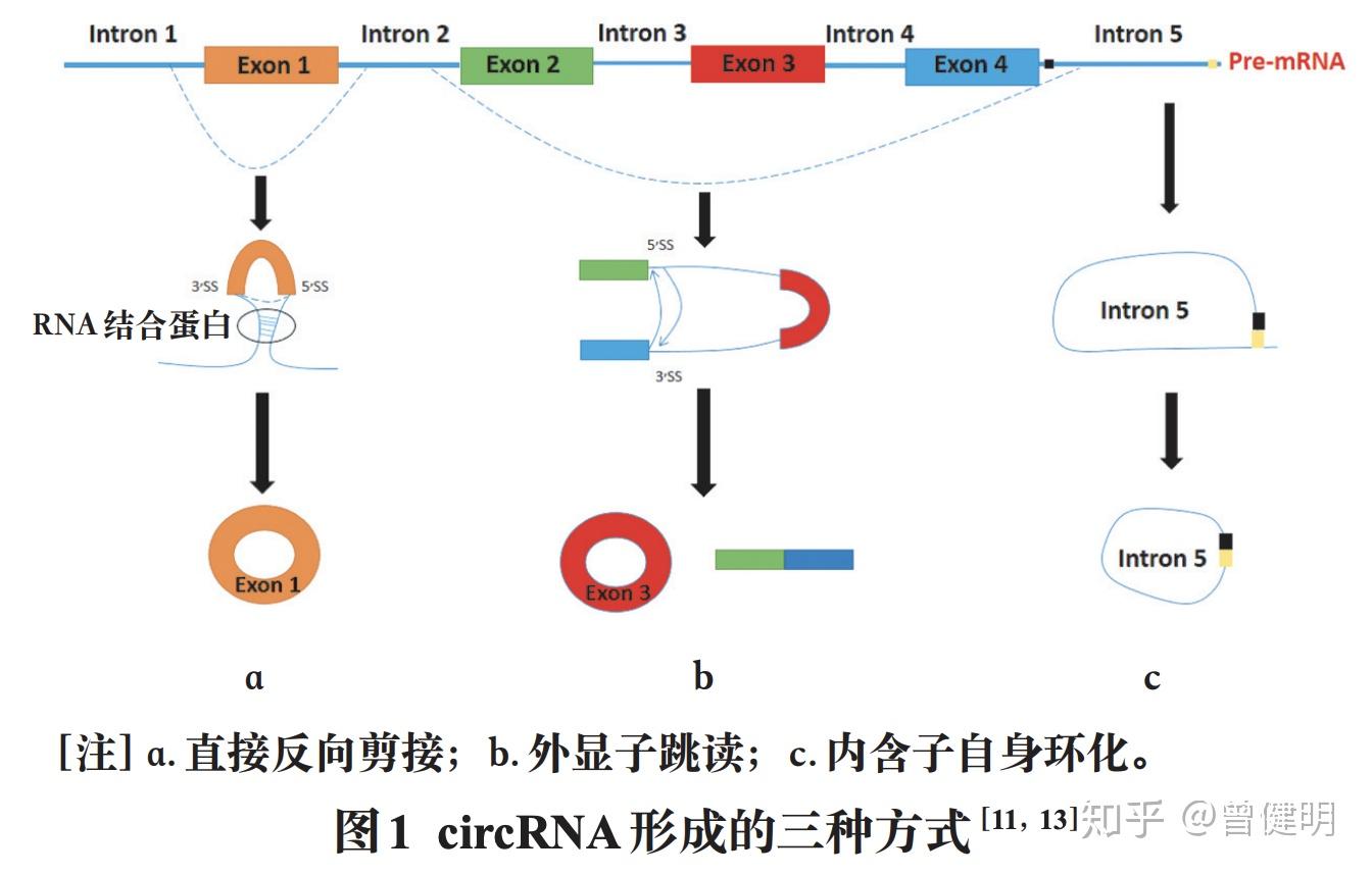 如何理解circRNA - 知乎