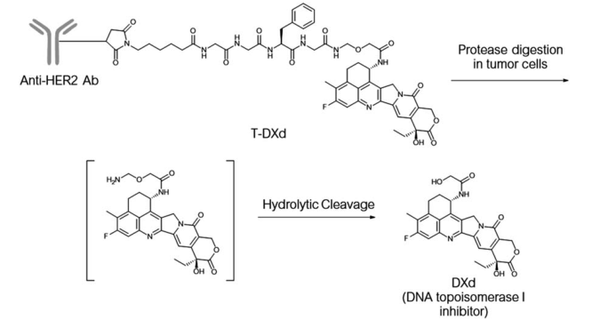 回顾“神药T-DXd（DS-8201）”的研发历程 - 知乎