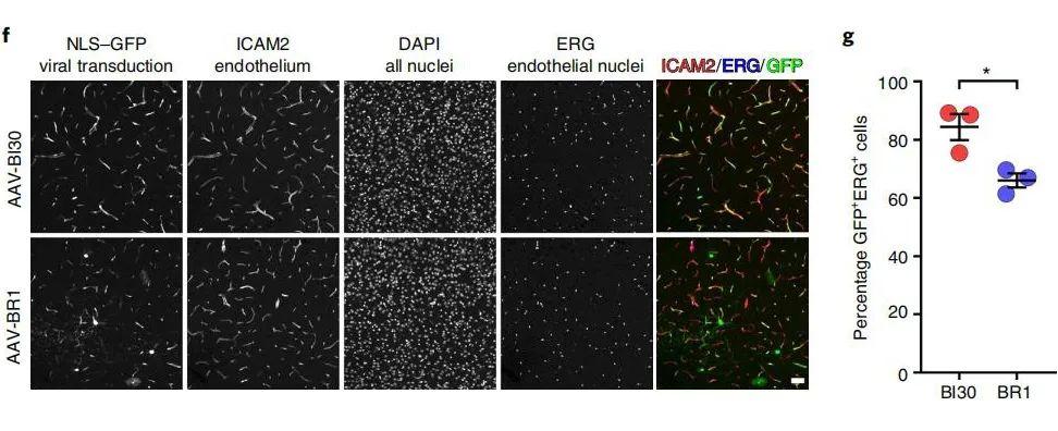 【科研实用宝典】AAV在血管内皮细胞中的应用 - 知乎