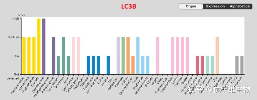 【小优细节君】细胞自噬标志物LC3检测要点，必看！ - 知乎