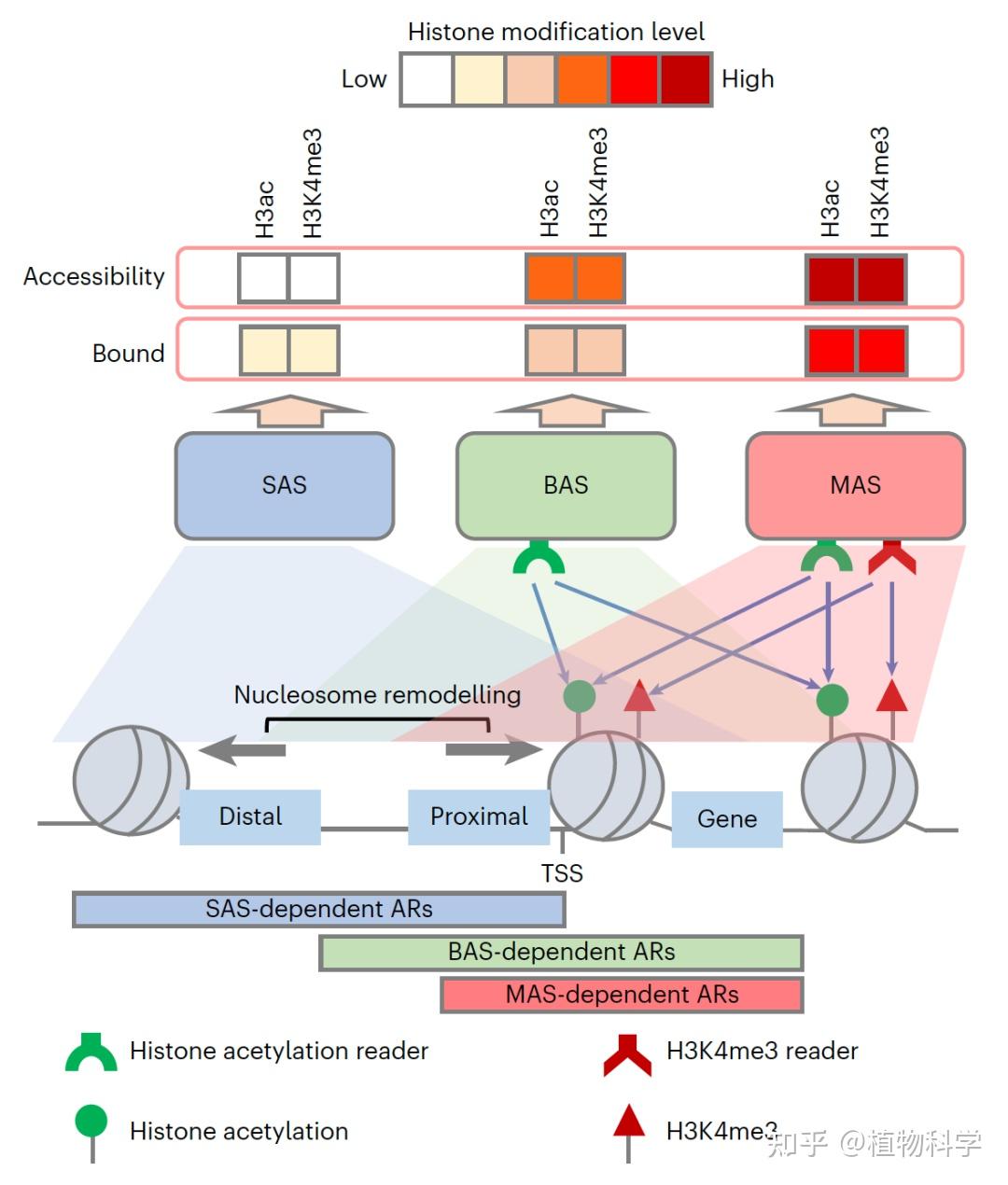 Nature Plants | 何新建实验室发现了植物中三类SWI/SNF染色质重塑复合体并揭示其功能差异 - 知乎