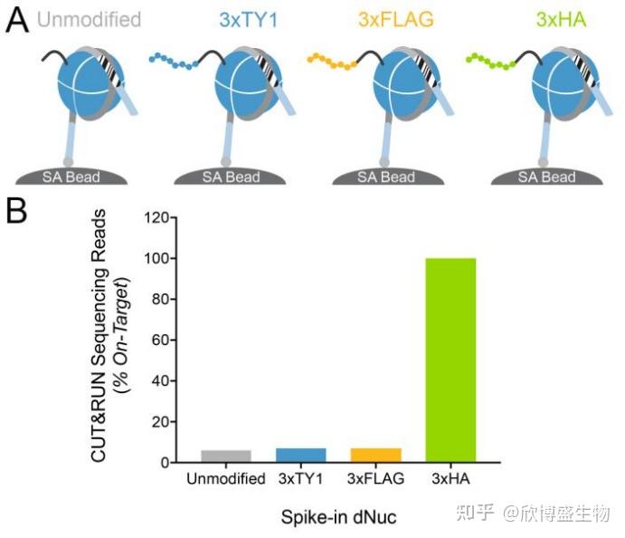 Epicypher—HA Tag CUTANA™ CUT&RUN Antibody - 知乎