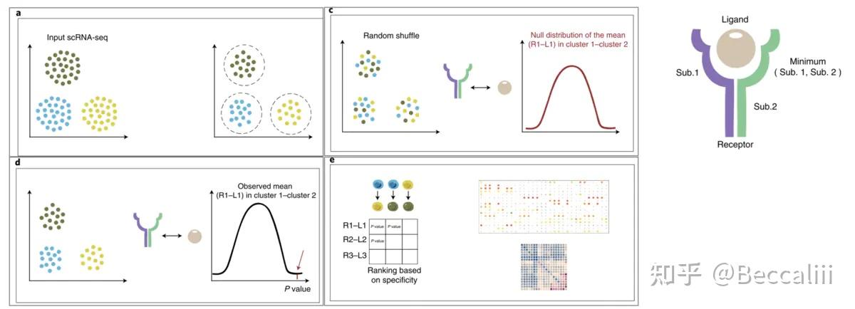 CellPhoneDB 细胞间通讯分析 - 知乎