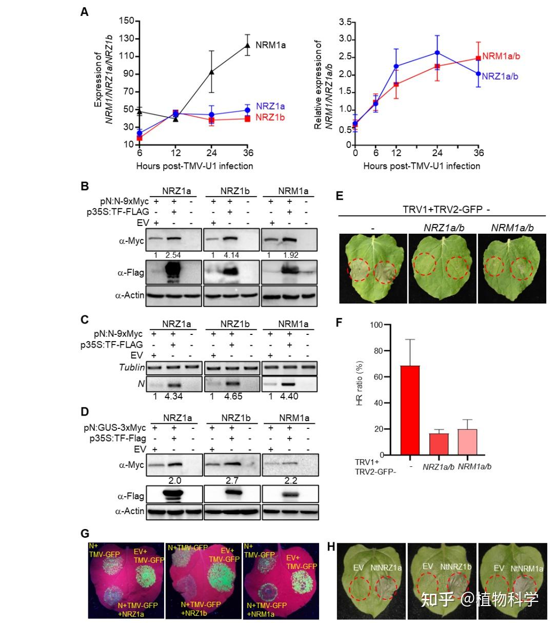 华中农业大学李峰课题组揭示保守转录因子NRZ1和NRM1在植物免疫中的重要功能 - 知乎