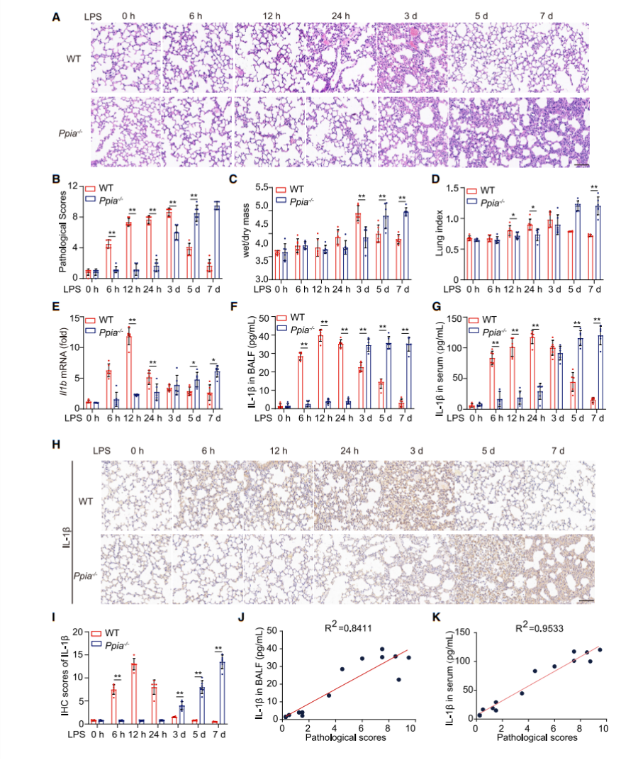 【文献解读】促炎因子CypA在炎症研究中用到的典型材料及方法 - 知乎