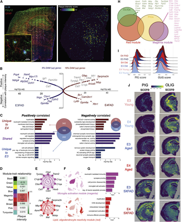 Cell Report | 应用时空组学联合揭示APOE在调节小胶质免疫代谢中的核心作用 - 知乎