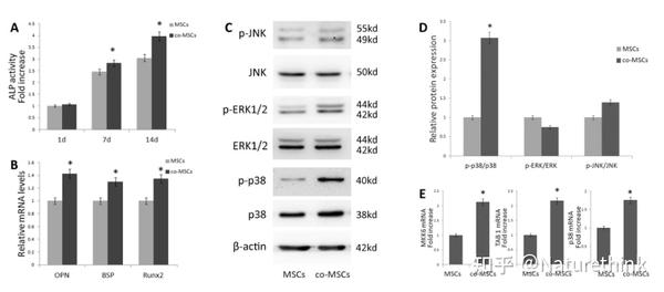 内皮祖细胞通过MAPK-依赖性通路促进共培养的间充质干细胞的成骨分化 - 知乎