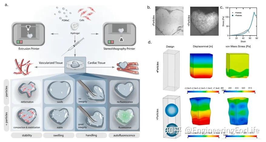《Bioact. Mater.》：高机械稳定性的3D打印生物水凝胶 - 知乎