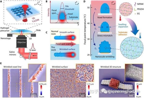 《Science Advances》：3D打印纳米皱纹结构新范例，飞秒激光直写诱导水凝胶热响应组装策略 - 知乎
