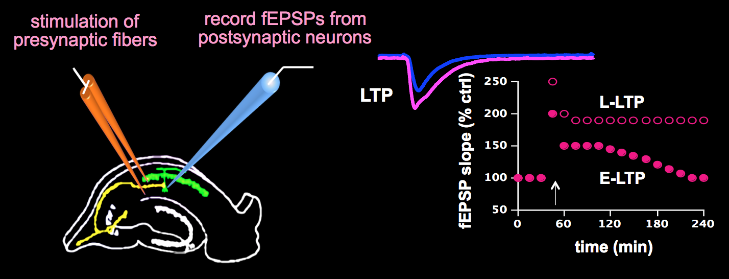 突触可塑性 Synaptic Plasticity: LTP - 知乎